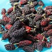 Deaflora - Maulbeerbaum - aus der Aromagärtnerei Deaflora