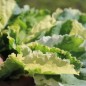 Deaflora - Ewiger Kohl weißbunt