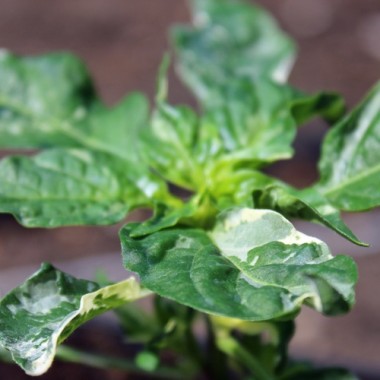 Deaflora - Chili Uchu Cream