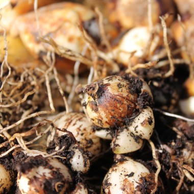 Deaflora - Schätze aus der Erde