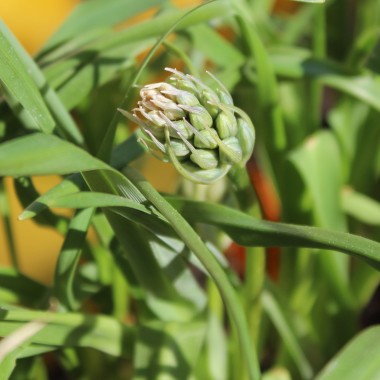 Deaflora - Schätze aus der Erde