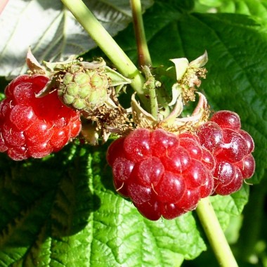 Deaflora - Himbeeren