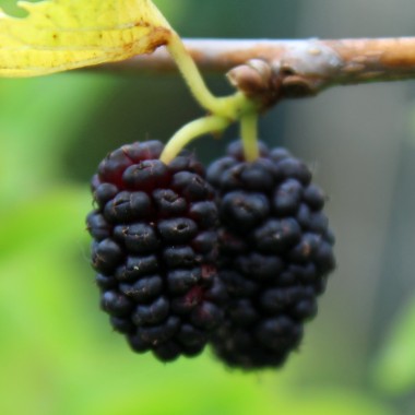 Deaflora - Maulbeerbaum - aus der Aromagärtnerei Deaflora
