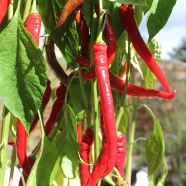 Deaflora - Paprika Mehmet’s Sweet Turkish