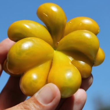 Deaflora - Tomate Phil’s Two