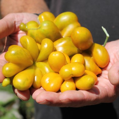 Deaflora - Tomate Phil’s Two