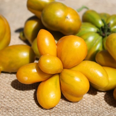 Deaflora - Tomate Phil’s Two