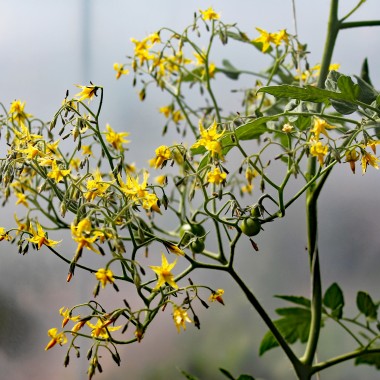 Deaflora - Tomate Rose Quartz Multiflora (Samen)