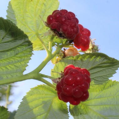 Deaflora - Himbeeren