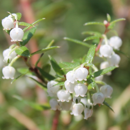 Deaflora - Mountain Tea Berry Bells Seedling (selbstfruchtbar)