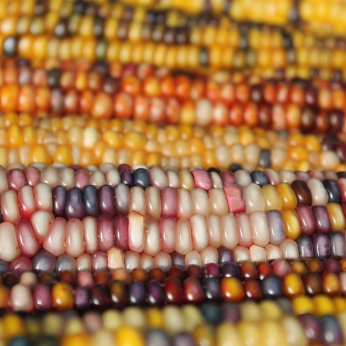 Deaflora - Gemuesemais Seneca Red Stalker Corn