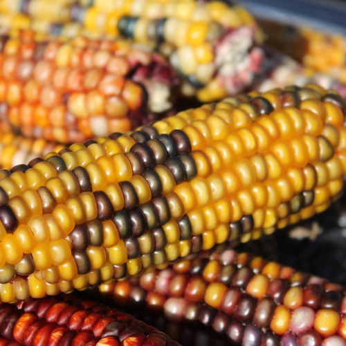 Deaflora - Gemuesemais Seneca Red Stalker Corn