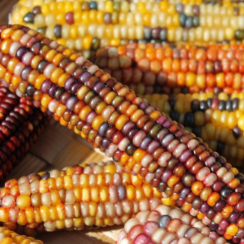 Deaflora - Gemuesemais Seneca Red Stalker Corn