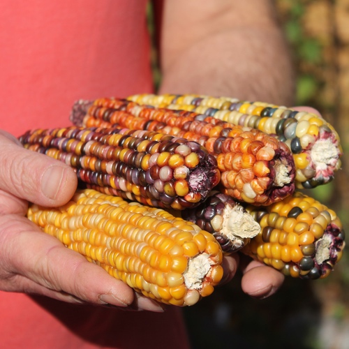 Deaflora - Gemuesemais Seneca Red Stalker Corn