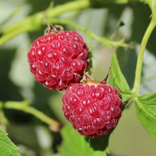 Deaflora - Himbeere Heritage