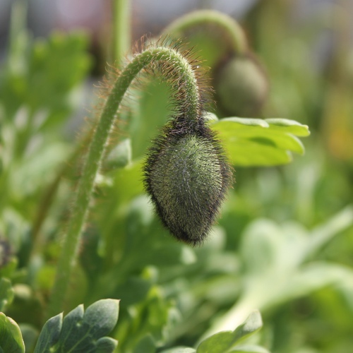 Deaflora - Islandmohn Mix