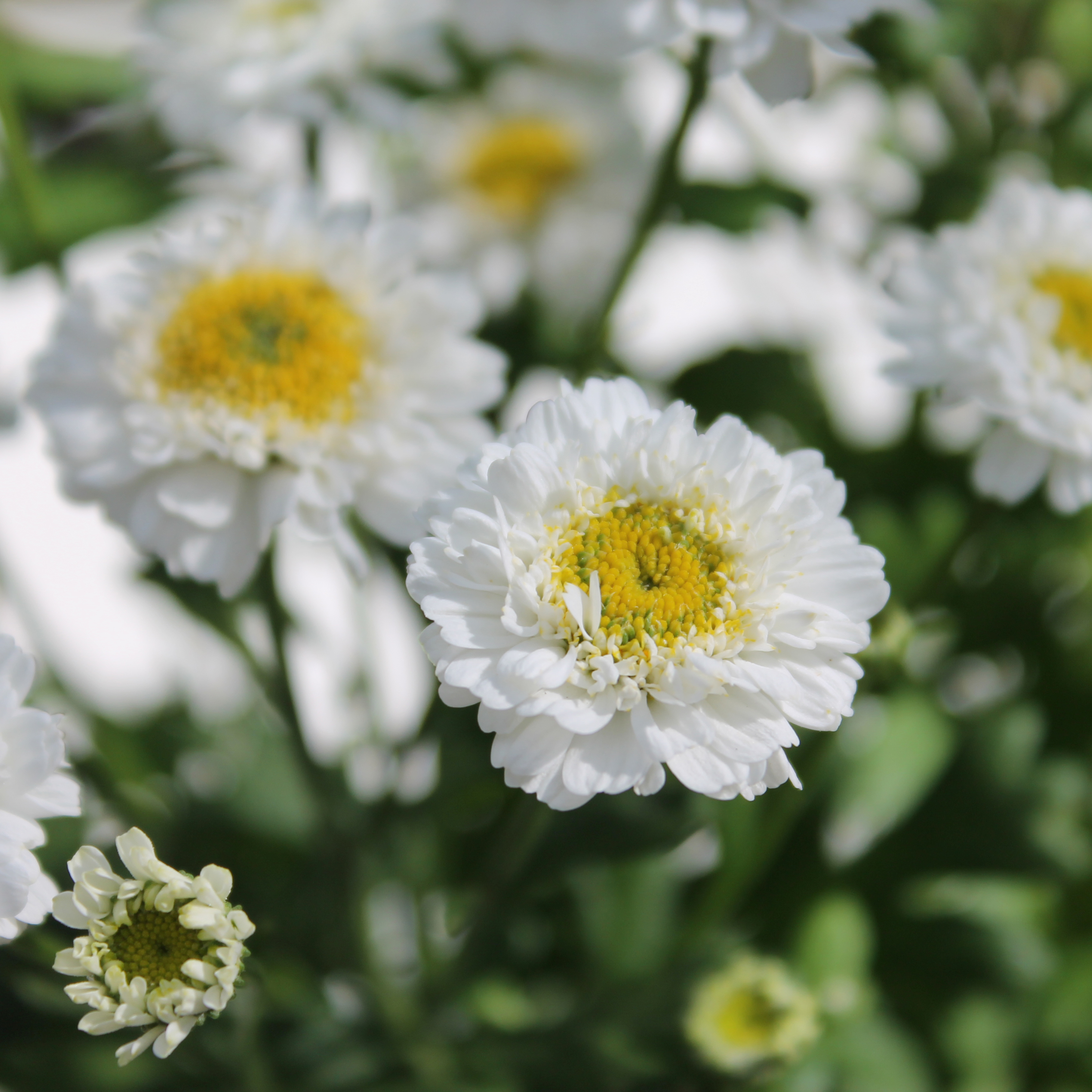 Deaflora - Mutterkraut gefüllt (Samen)