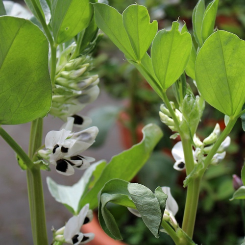 Deaflora - Puffbohne Giant Exhibition