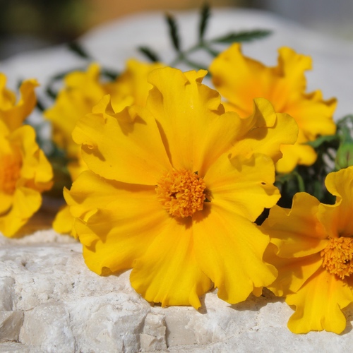 Deaflora - Tagetes Silvia