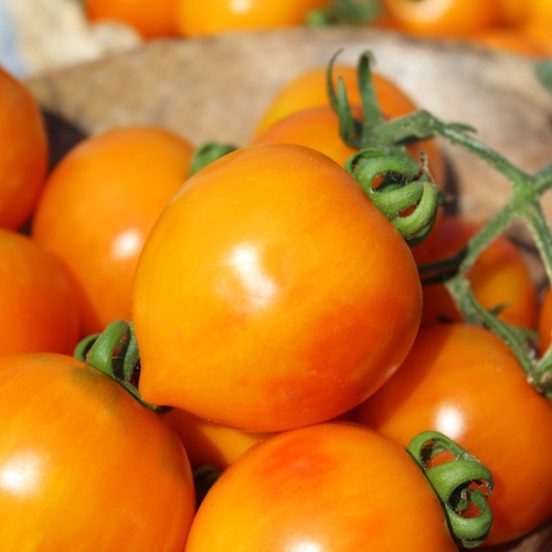 Deaflora - Tomate Dean’s Haleys Rainbow (panaschierte Buschtomate)