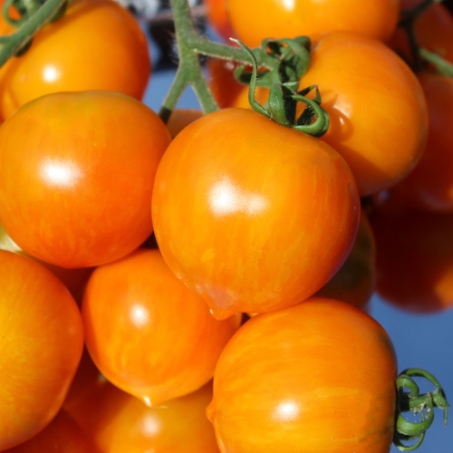Deaflora - Tomate Dean’s Haleys Rainbow (panaschierte Buschtomate)