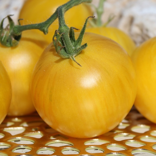 Deaflora - Tomate Dwarf Walter’s Fancy (panaschiert)