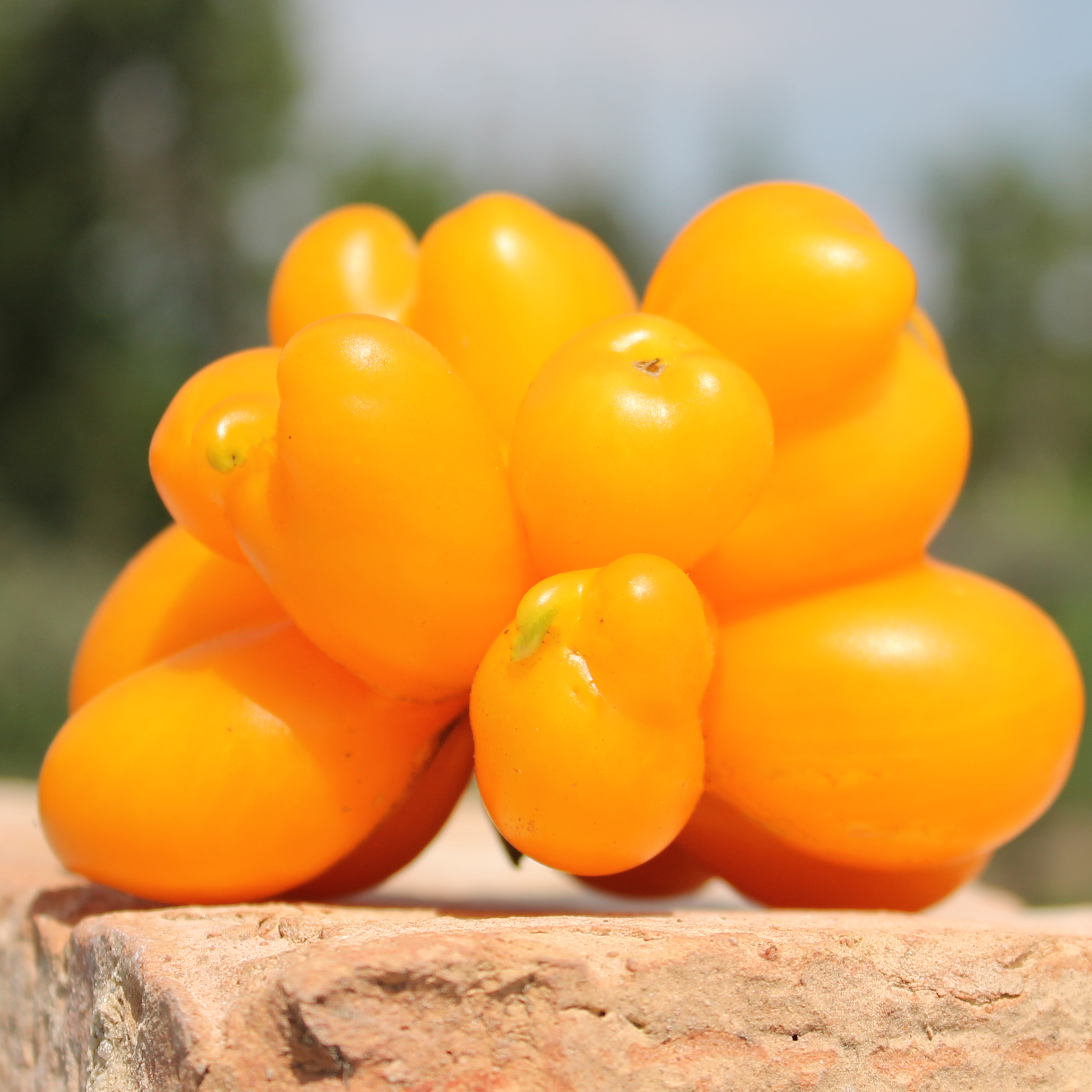 Deaflora - Tomate Phil’s One