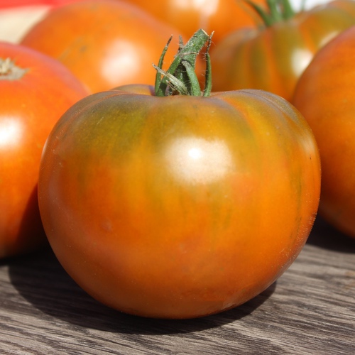 Deaflora - Tomate Thorburn’s Terracotta