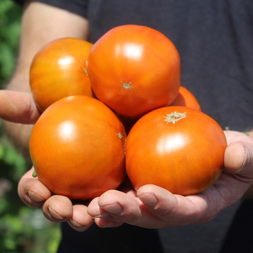Deaflora - Tomate Thorburn’s Terracotta