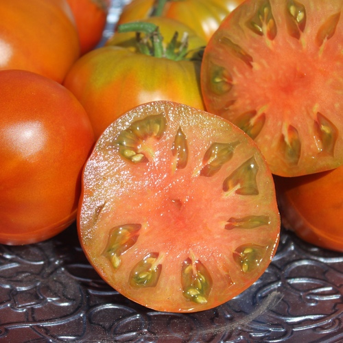 Deaflora - Tomate Thorburn’s Terracotta
