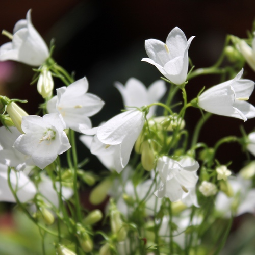 Glockenblume Weiss Winterhart