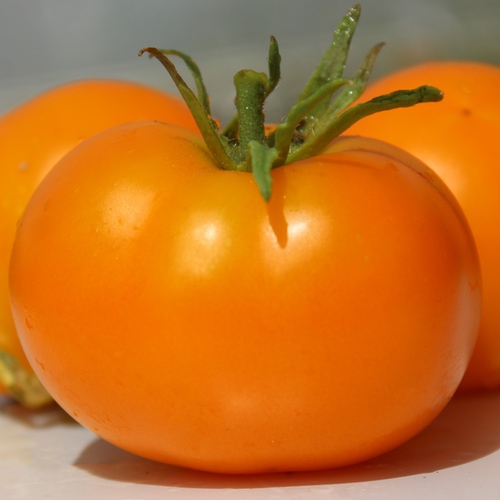 Deaflora - Tomate Queen Orange