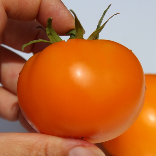 Deaflora - Tomate Queen Orange