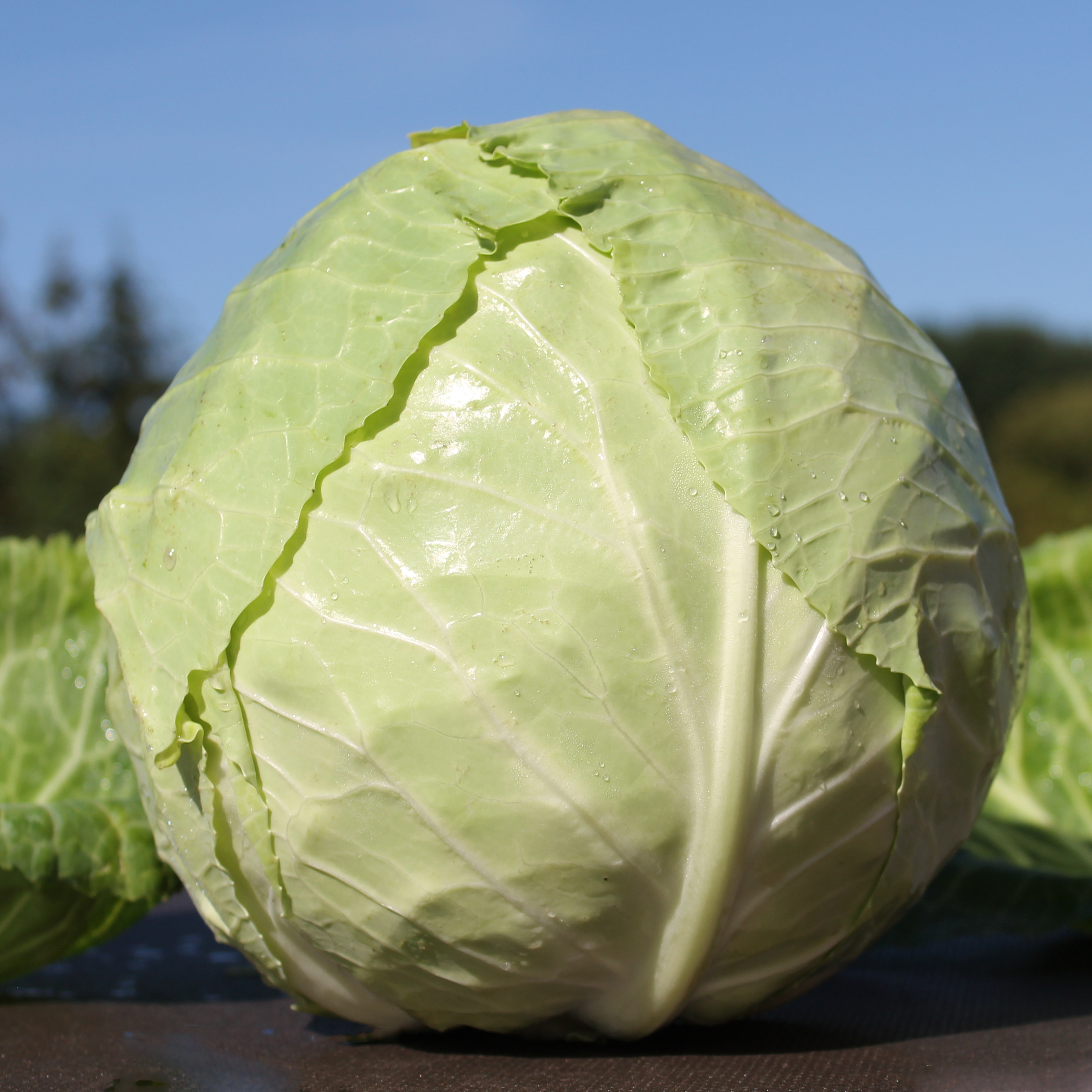 Deaflora - Weißkohl Copenhagen (Samen)