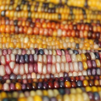 Deaflora - Gemuesemais Seneca Red Stalker Corn