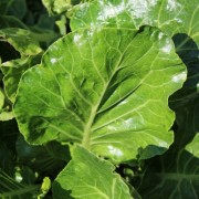 Deaflora - Kohl