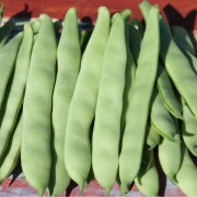 Deaflora - Bohnensamen - Raritäten