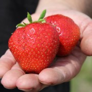 Deaflora - Erdbeeren