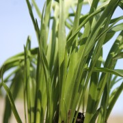 Deaflora - Schätze aus der Erde