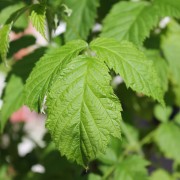 Deaflora - Himbeeren