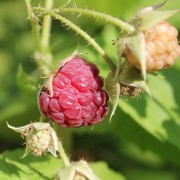 Deaflora - Himbeeren