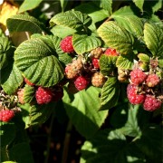 Deaflora - Himbeeren