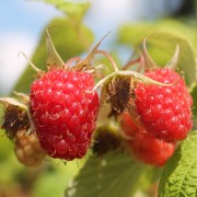 Deaflora - Himbeeren