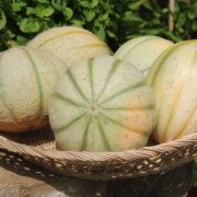 Deaflora - Honigmelonen Samenraritäten