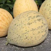 Deaflora - Honigmelonen Samenraritäten