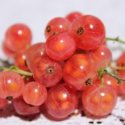 Deaflora - Johannisbeeren