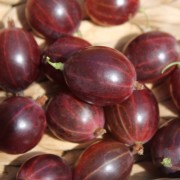 Deaflora - Stachelbeeren