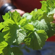 Deaflora - Rucola und Rauke