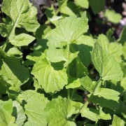 Deaflora - Rucola und Rauke