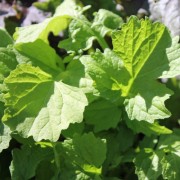 Deaflora - Rucola und Rauke